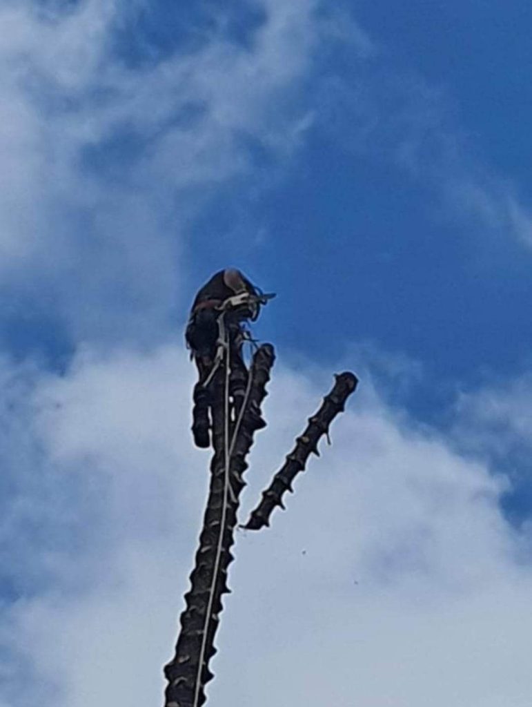 Home - Brisbane Tree Guys