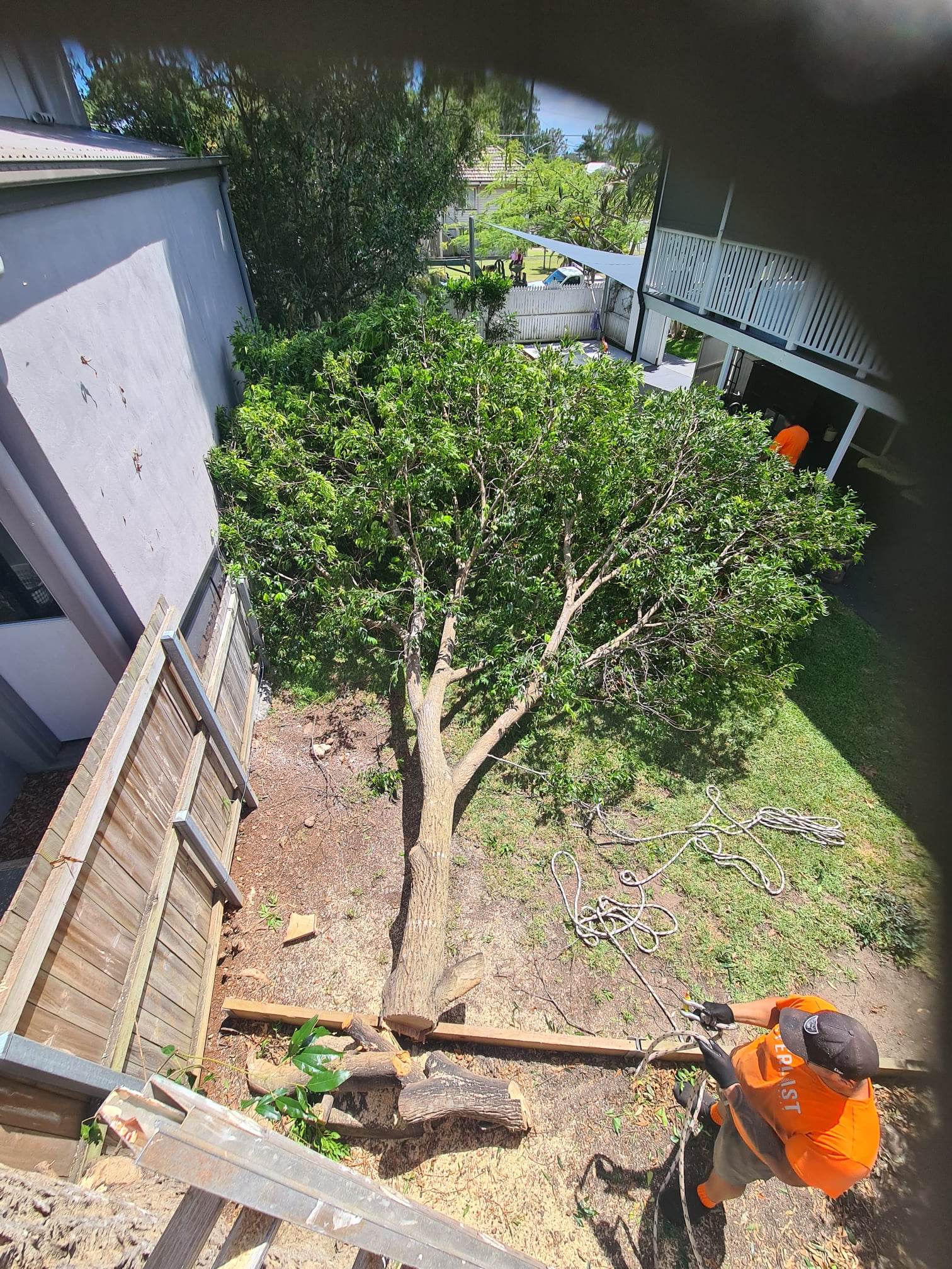 Tree Removal - Brisbane Tree Guys