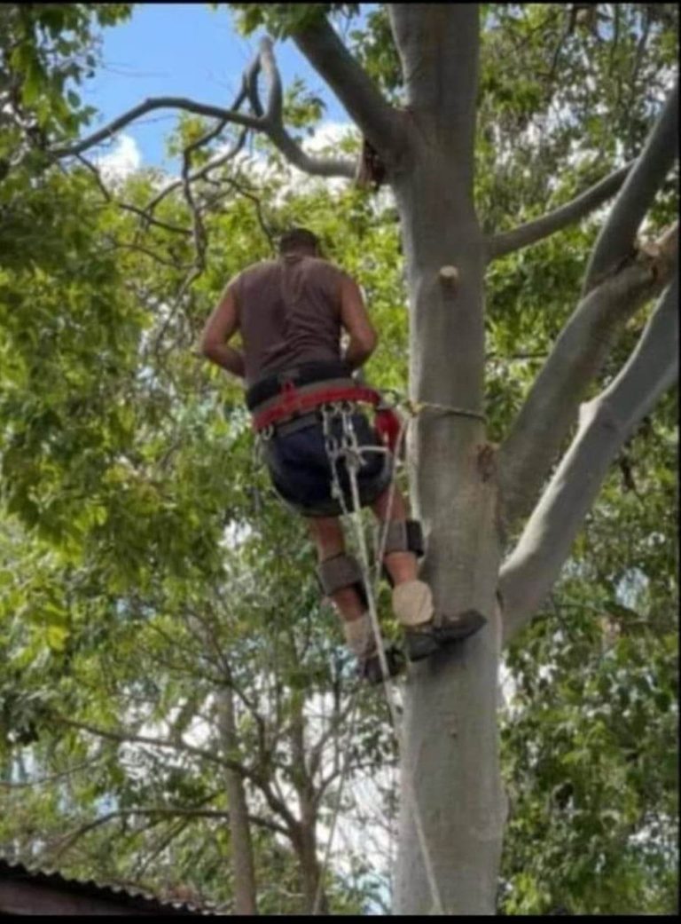 Tree Removal - Brisbane Tree Guys